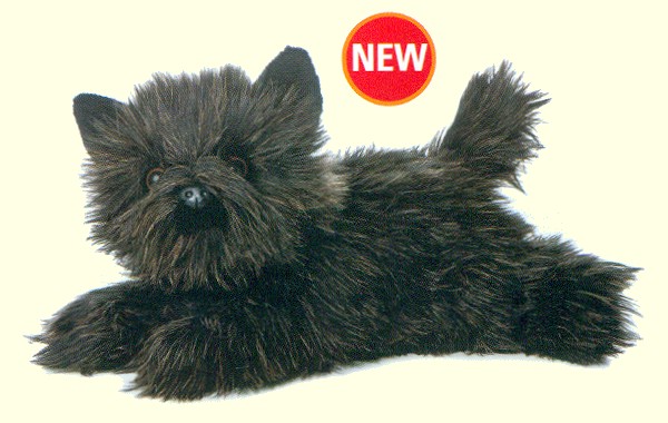 Black Cairn Terrier Black Cairn Terrier